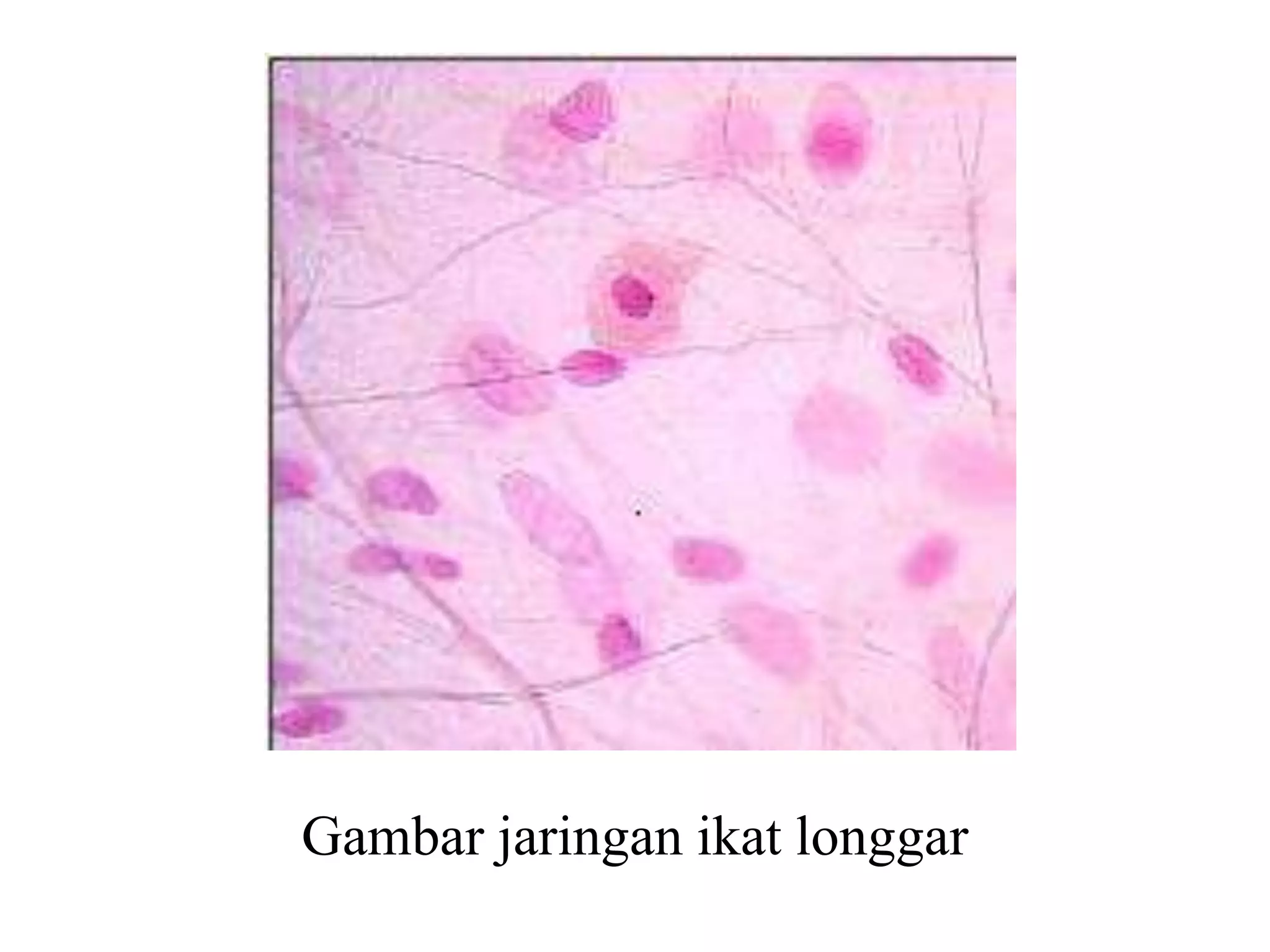 Jaringan hewan(jar. penguat dan lemak) | PPTX