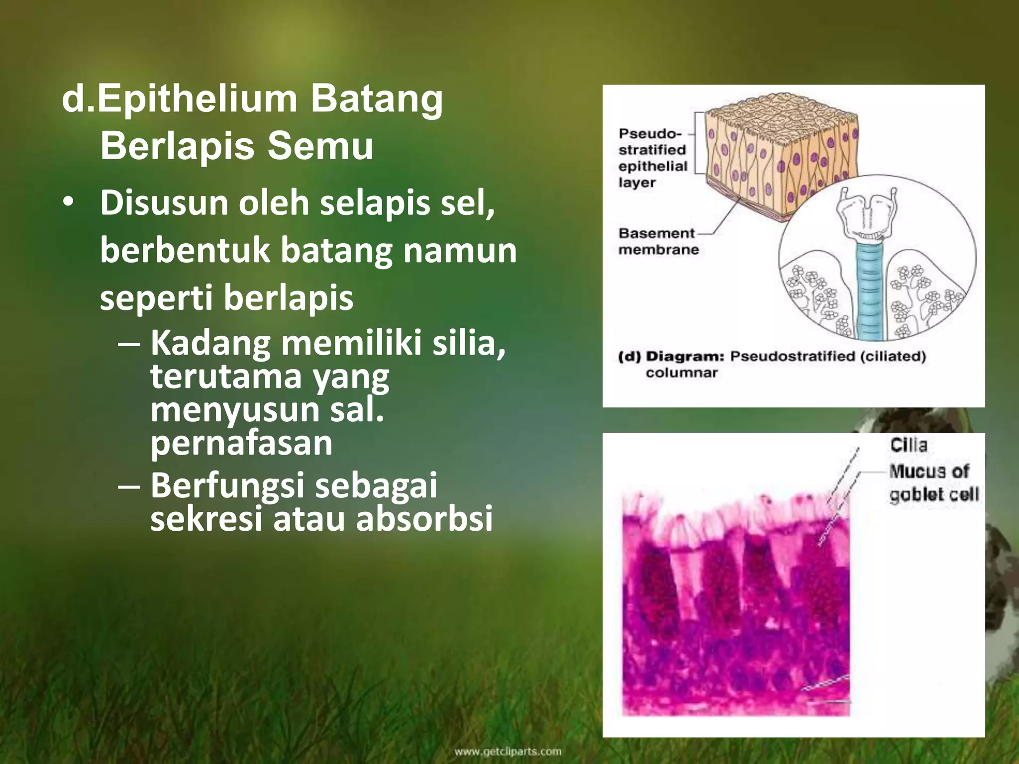 Jaringan hewan vertebrata | PPTX
