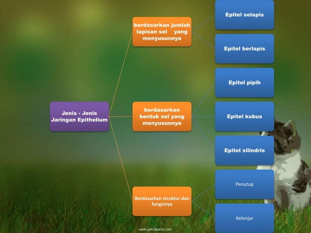 Jaringan hewan vertebrata | PPTX