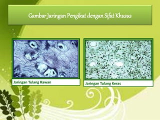Jaringan hewan x ci dwi ditha-fidia-syafira-virga | PPTX