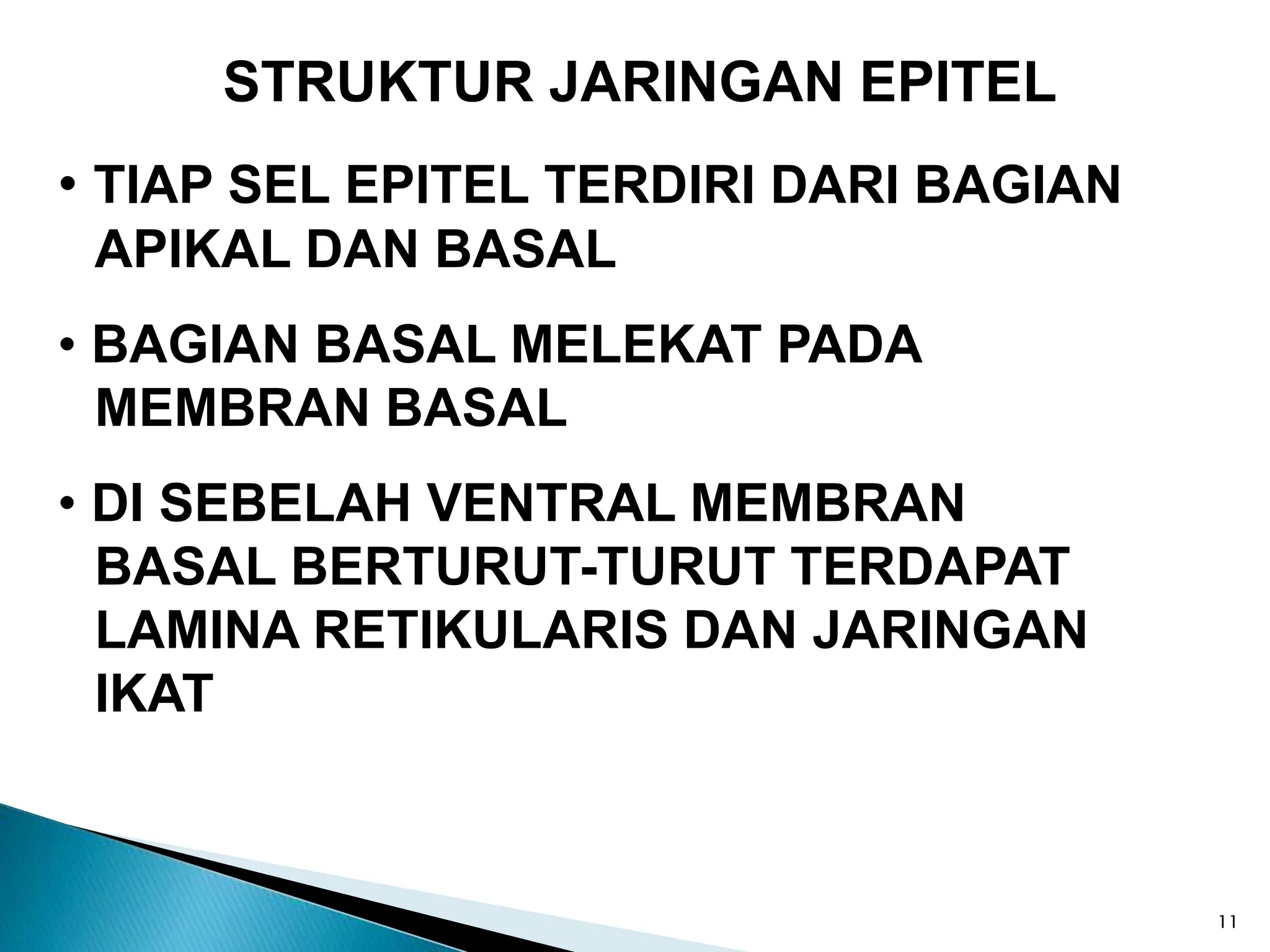 Jaringan_Hewan_XI TLM (1).pptx