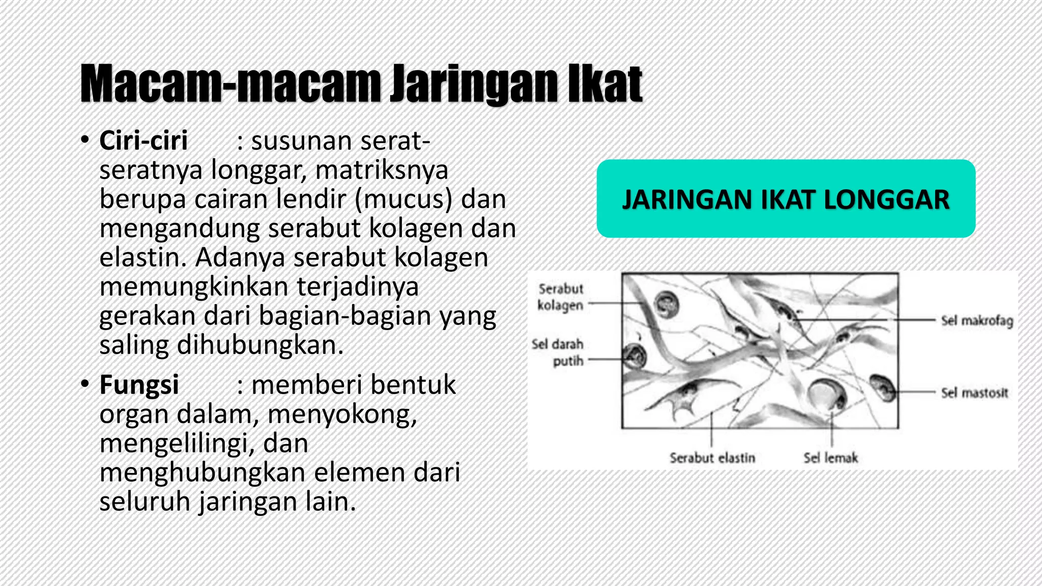 Jaringan ikat | PPTX