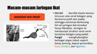 Jaringan ikat | PPTX