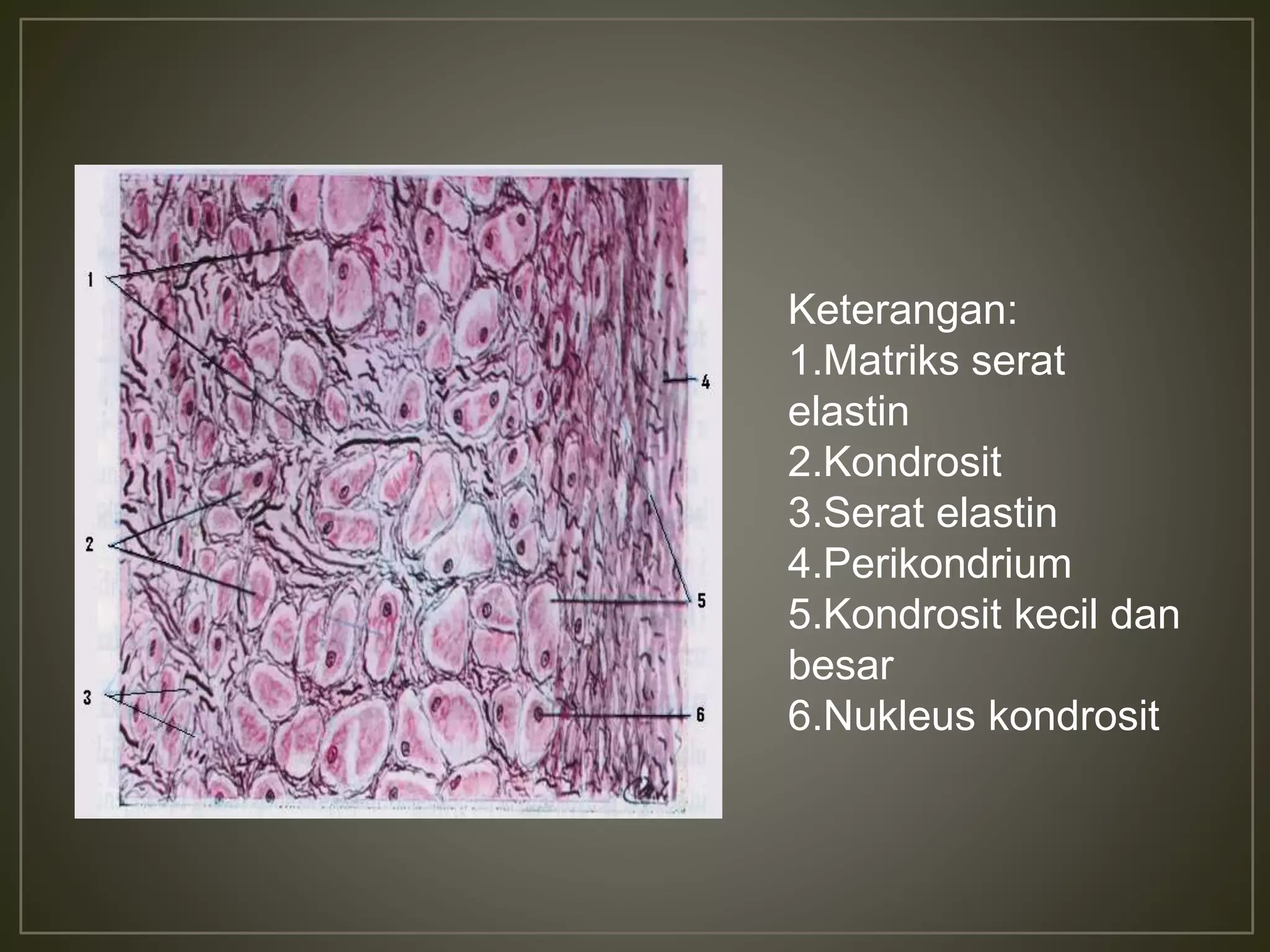 Jaringan ikat | PPTX