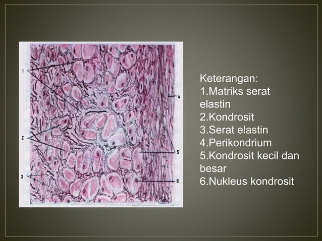Jaringan ikat | PPTX