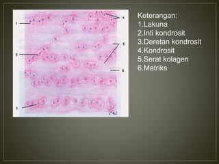 Jaringan ikat | PPTX