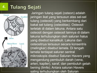 Jaringan ikat | PPTX