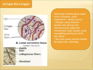 Materi tentang jaringan ikat mencakup tentang ciri-ciri | PPT