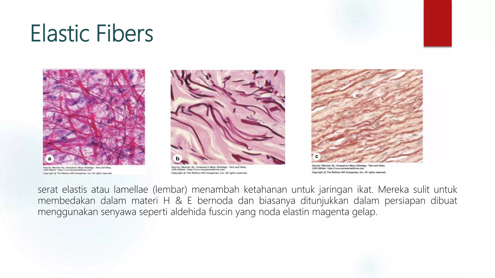 Jaringan ikat ( CONNECTIVE TISSUE) | PPTX