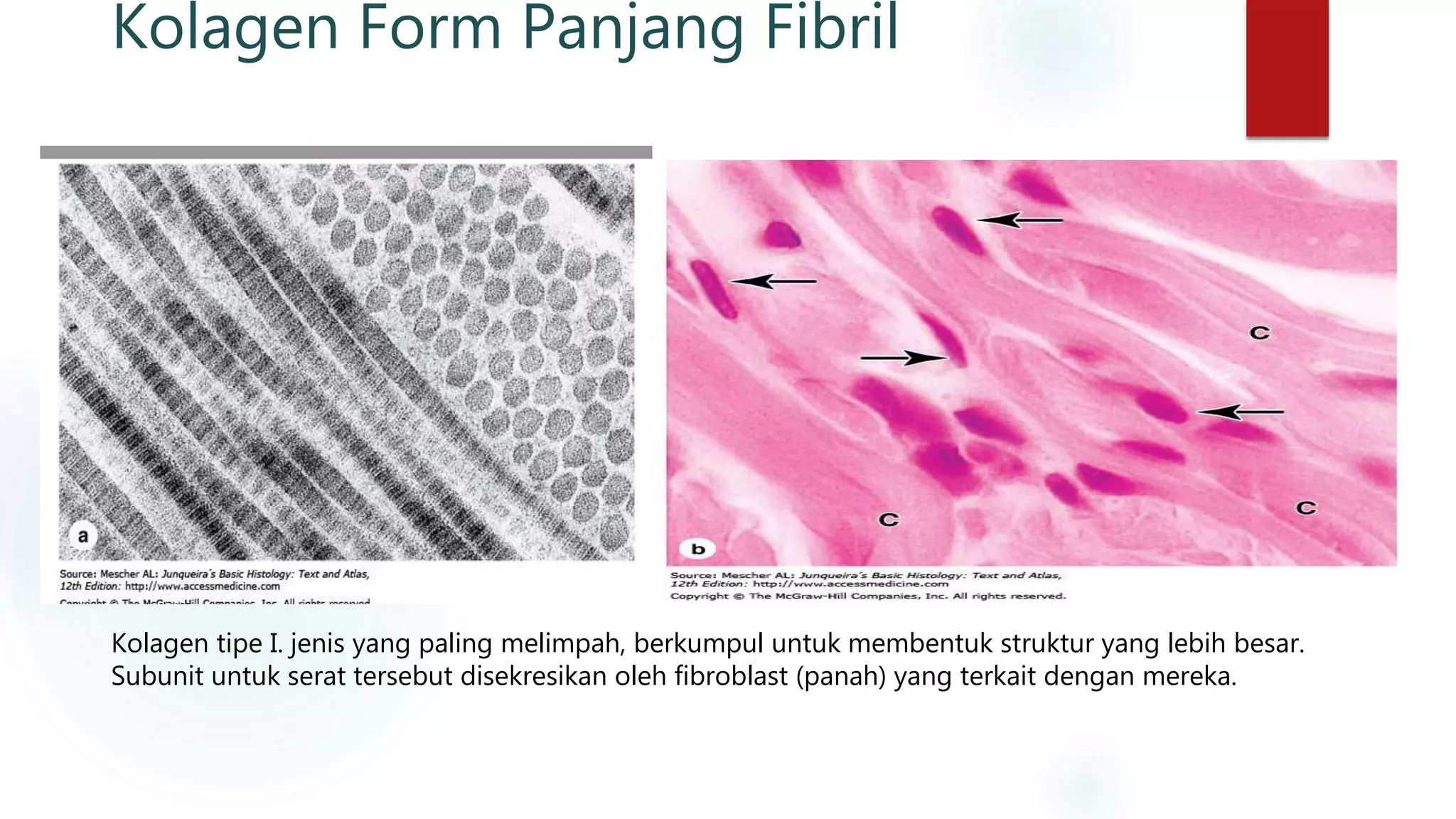 Jaringan ikat ( CONNECTIVE TISSUE) | PPTX