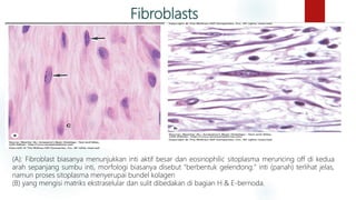 Jaringan ikat ( CONNECTIVE TISSUE) | PPTX