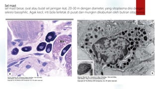 Jaringan ikat ( CONNECTIVE TISSUE) | PPTX