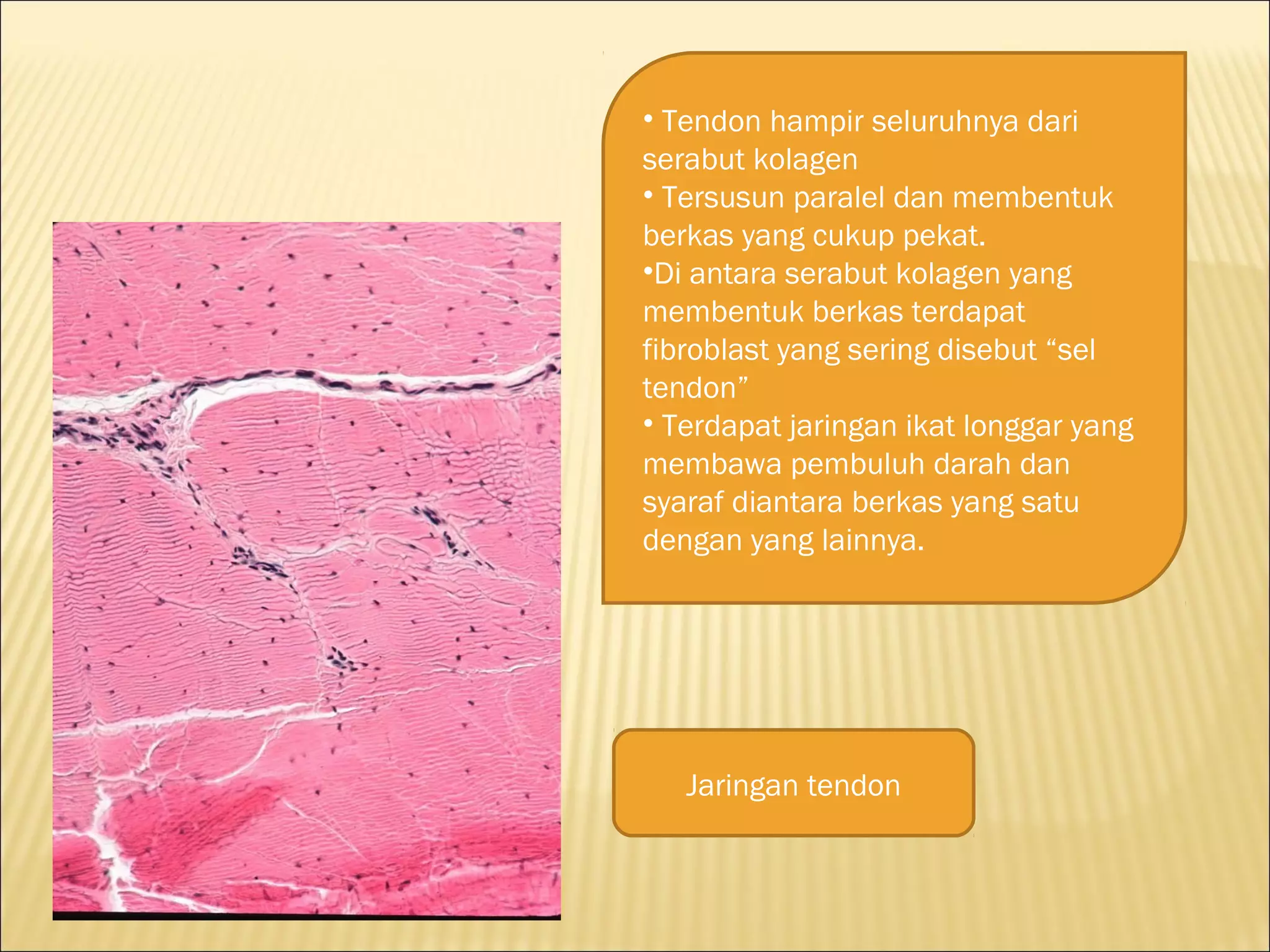 Jaringan Ikat | PPT