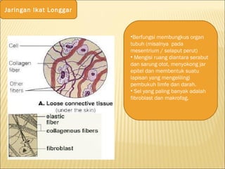 Jaringan Ikat | PPT