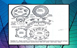 Jaringan kolenkim | PPTX