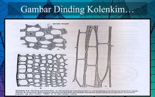 Jaringan kolenkim | PPTX