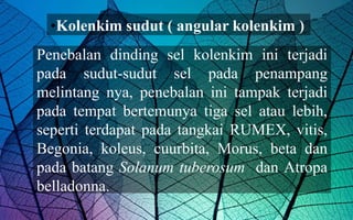 Jaringan kolenkim | PPTX