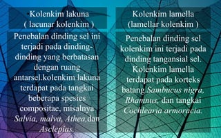 Jaringan kolenkim | PPTX