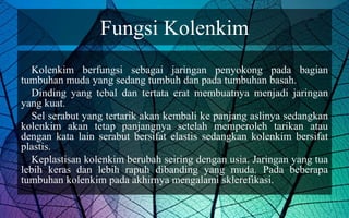 Jaringan kolenkim | PPTX