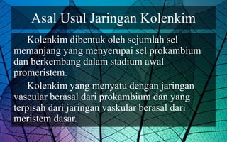 Jaringan kolenkim | PPTX