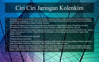 Jaringan kolenkim | PPTX
