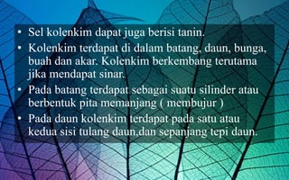 Jaringan kolenkim | PPTX