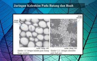 Jaringan kolenkim | PPTX