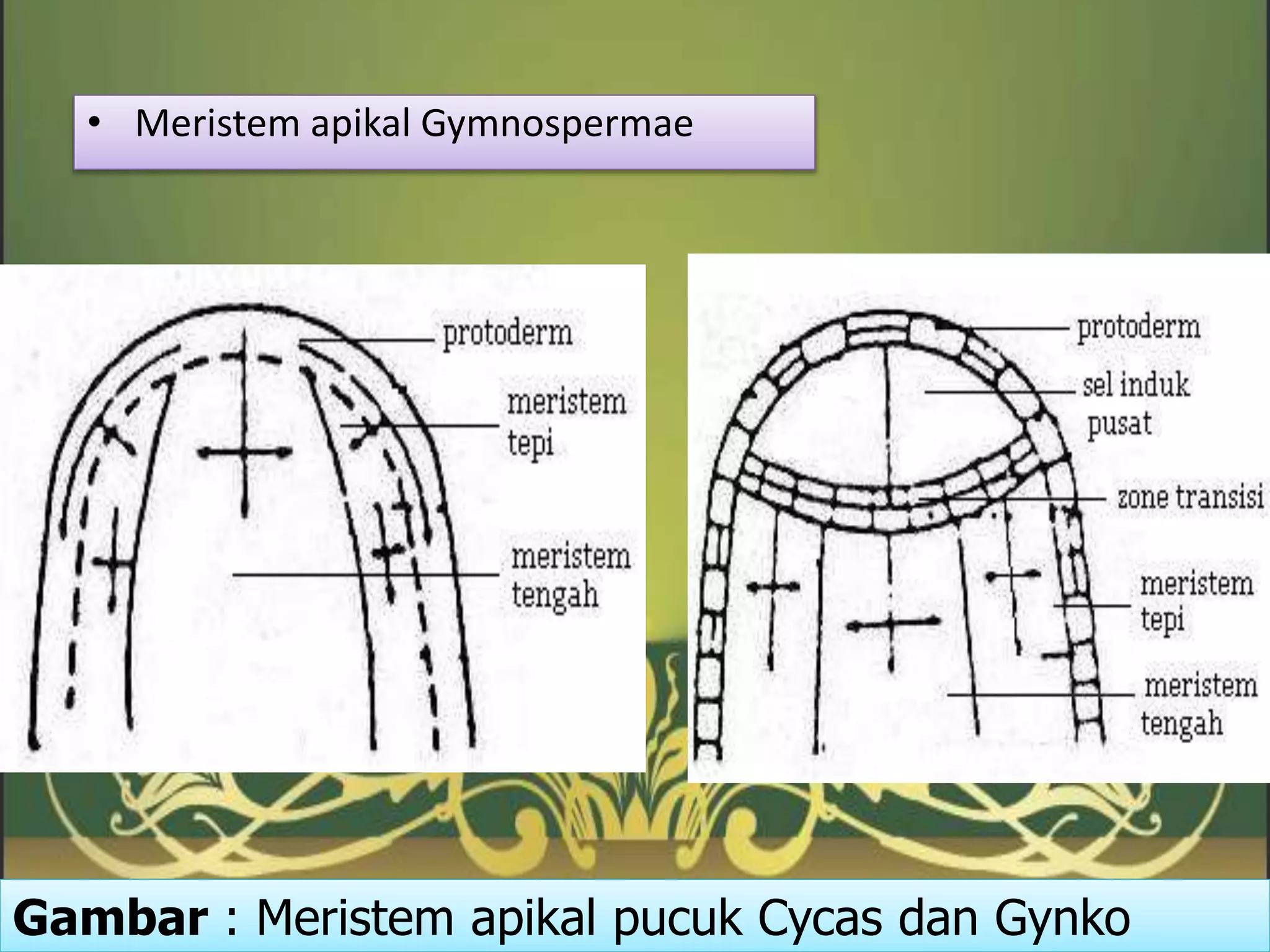 Jaringan meristem tumbuhan | PPTX