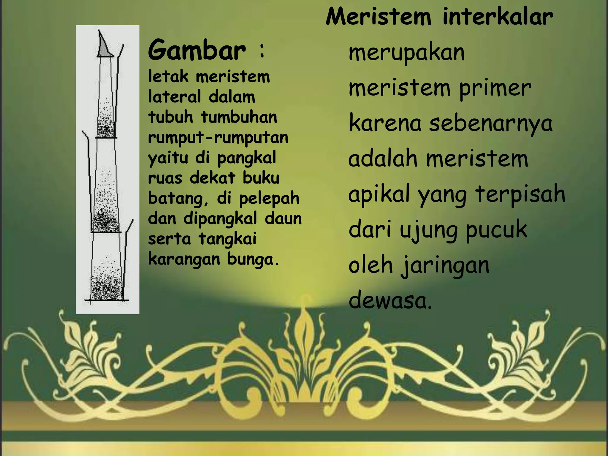 Jaringan meristem tumbuhan | PPTX
