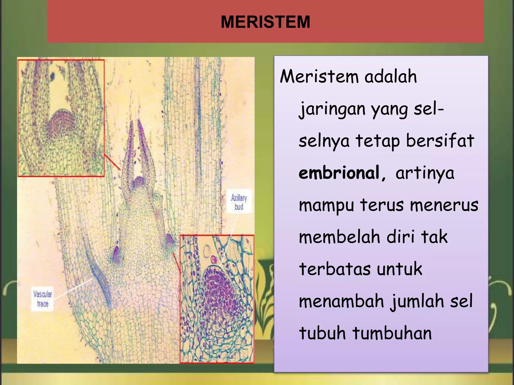 Jaringan meristem tumbuhan | PPTX