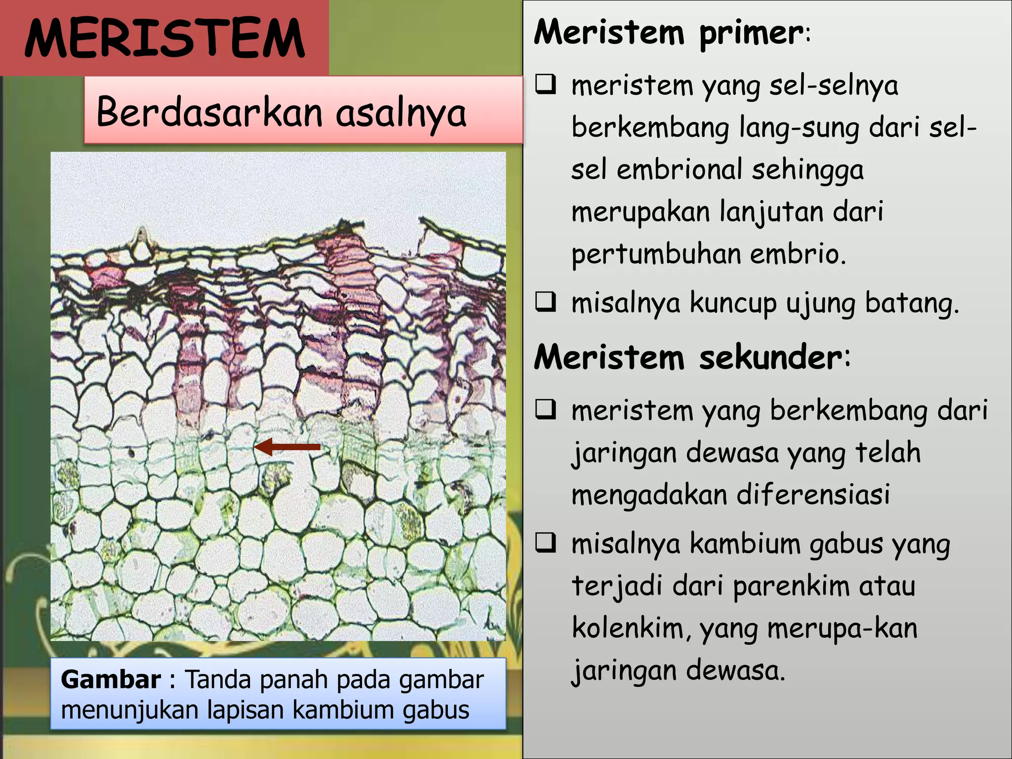 Jaringan meristem tumbuhan | PPTX