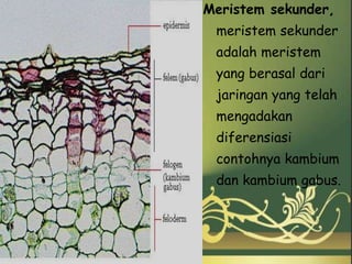 Jaringan meristem tumbuhan | PPTX