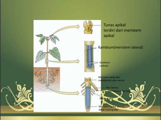 Jaringan meristem tumbuhan | PPTX