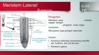 Jaringan Meristem.pptx