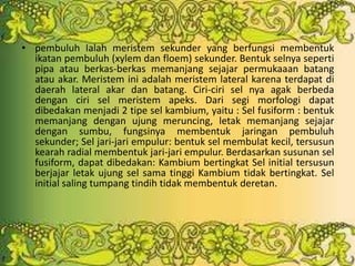 Meristem tissue that consists of undifferentiated cells capable of cell ...