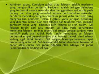 Meristem tissue that consists of undifferentiated cells capable of cell ...