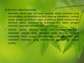 Meristem tissue that consists of undifferentiated cells capable of cell ...