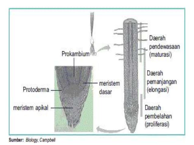 Meristem tissue that consists of undifferentiated cells capable of cell ...