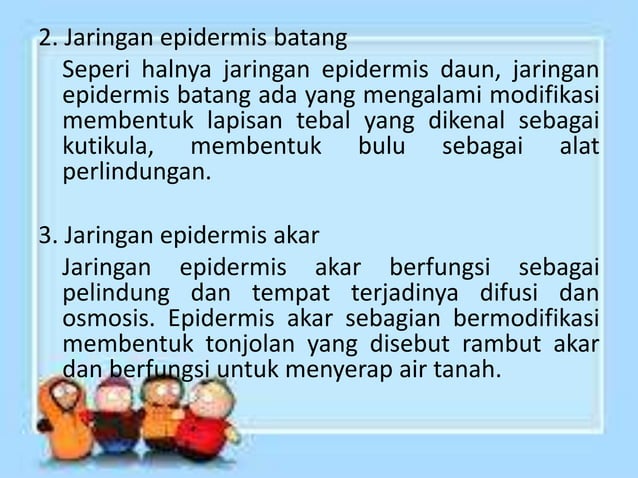 Meristem tissue that consists of undifferentiated cells capable of cell ...