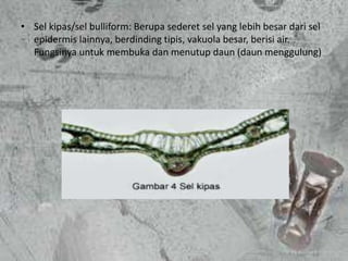 Meristem tissue that consists of undifferentiated cells capable of cell ...