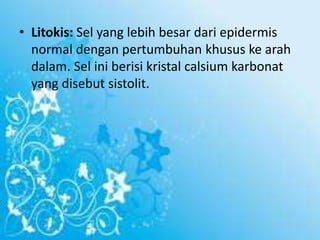 Meristem tissue that consists of undifferentiated cells capable of cell ...