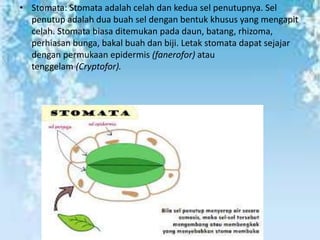 Meristem tissue that consists of undifferentiated cells capable of cell ...