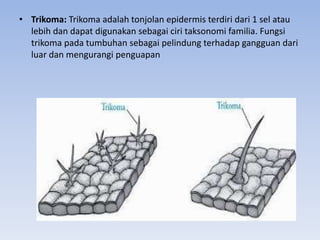 Meristem tissue that consists of undifferentiated cells capable of cell ...