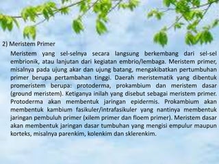 Meristem tissue that consists of undifferentiated cells capable of cell ...