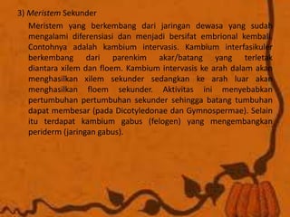 Meristem tissue that consists of undifferentiated cells capable of cell ...