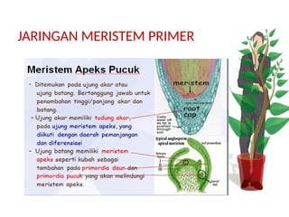 JARINGAN MERISTEM UNTUK MATA KULIAH ANATOMI KULIAH | PPTX