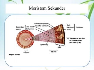 Jaringan Meristem dan Jaringan Penutup (Epidermis) | PPTX