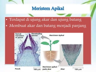 Jaringan Meristem dan Jaringan Penutup (Epidermis) | PPTX