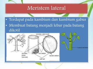Jaringan Meristem dan Jaringan Penutup (Epidermis) | PPT