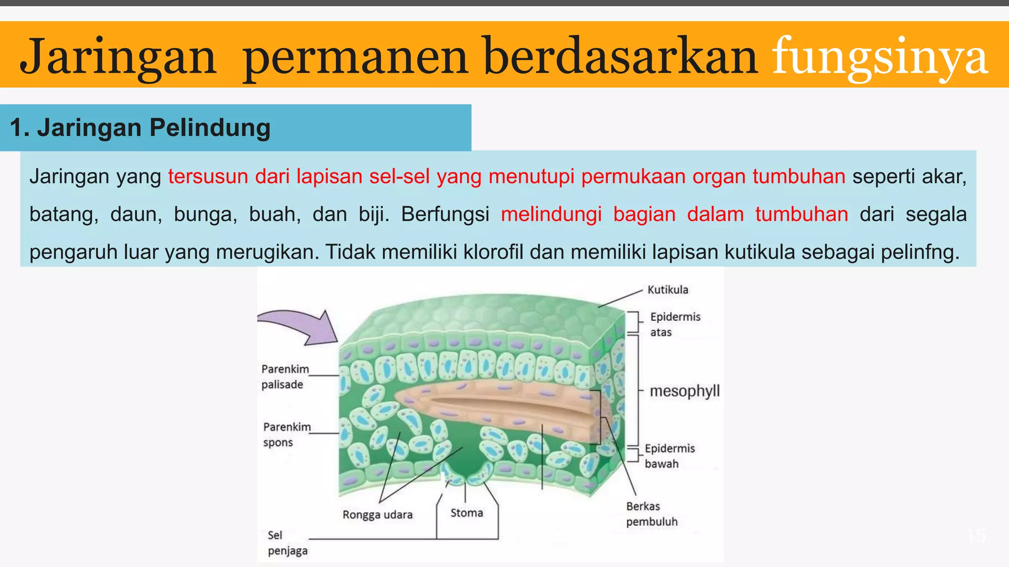 jaringan meristem dan permanen.pptx